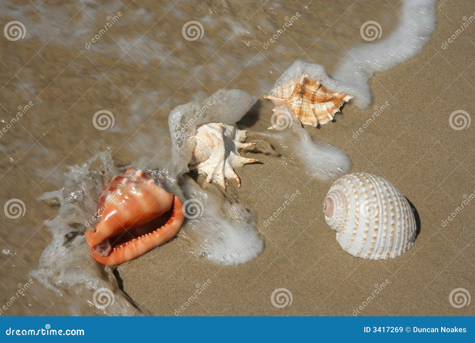 Sea Shells on Sand and Water Stock Image - Image of washing, vacation ...