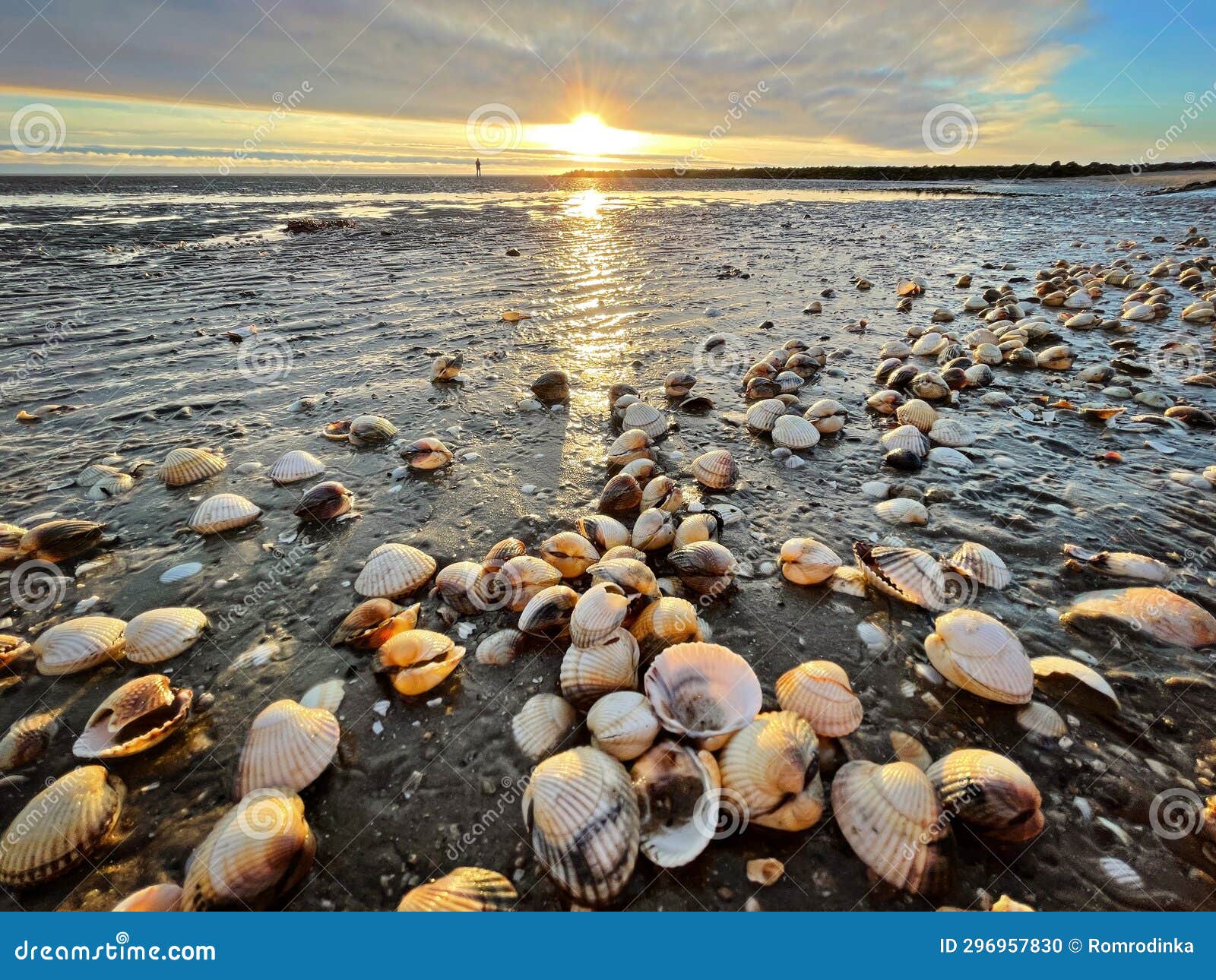 Sea Shells on Sand. Sea Waves on the Golden Sand at Beach. Sunset on ...