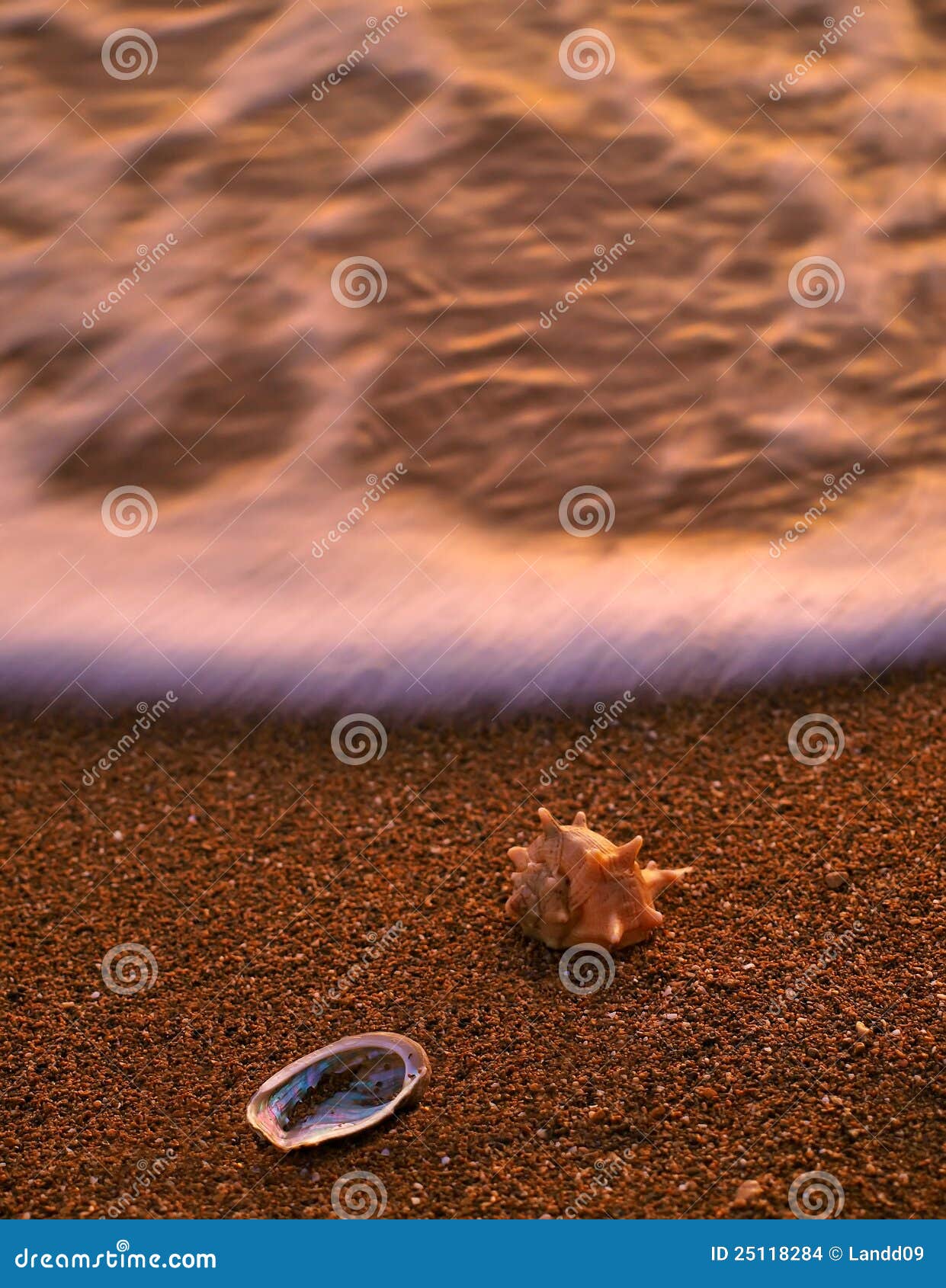 Sea Shells on Sandy Beach 1 Stock Photo - Image of focus, close: 25118284