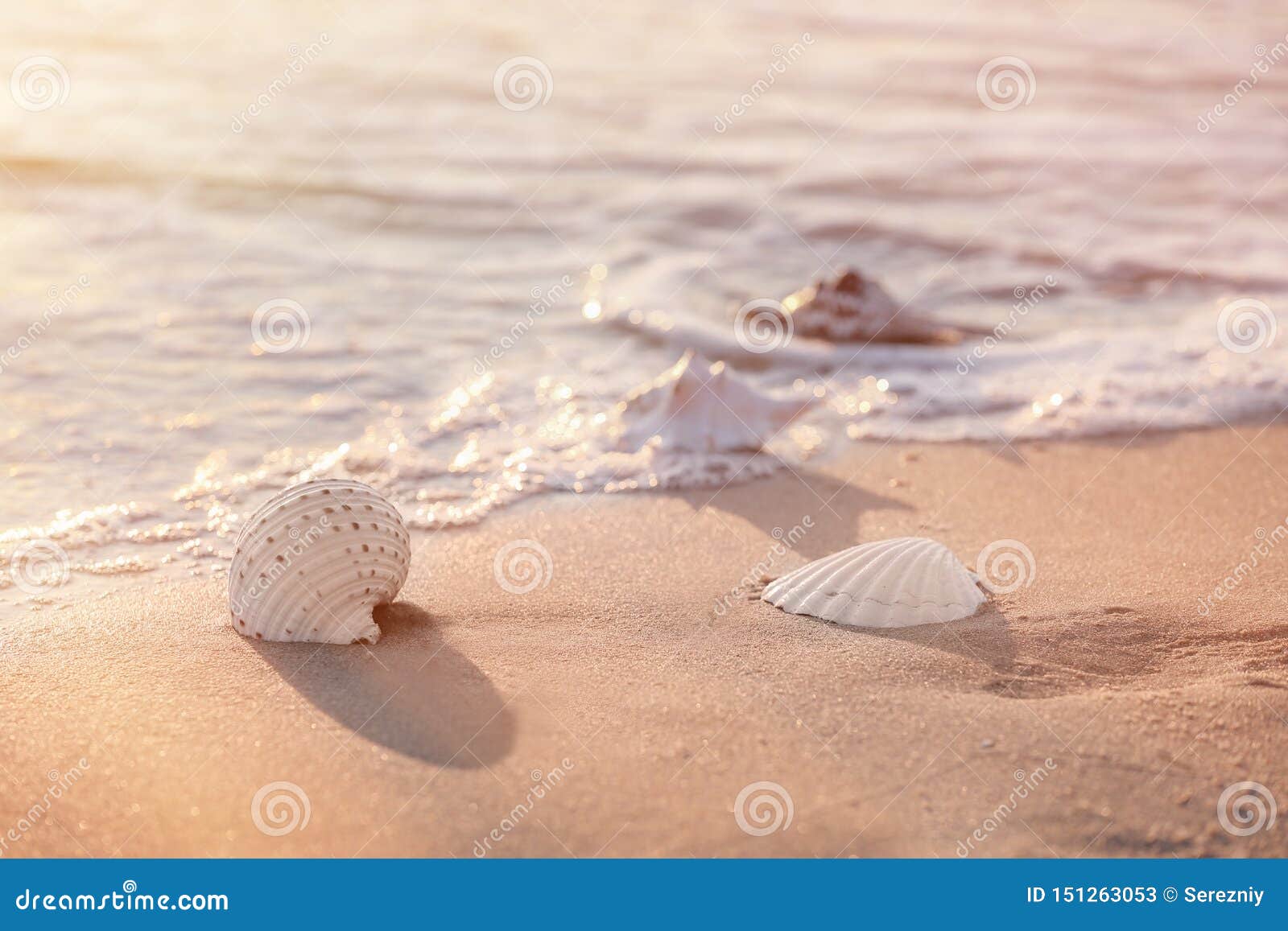 Sea shells on sandy beach stock image. Image of idyllic - 151263053