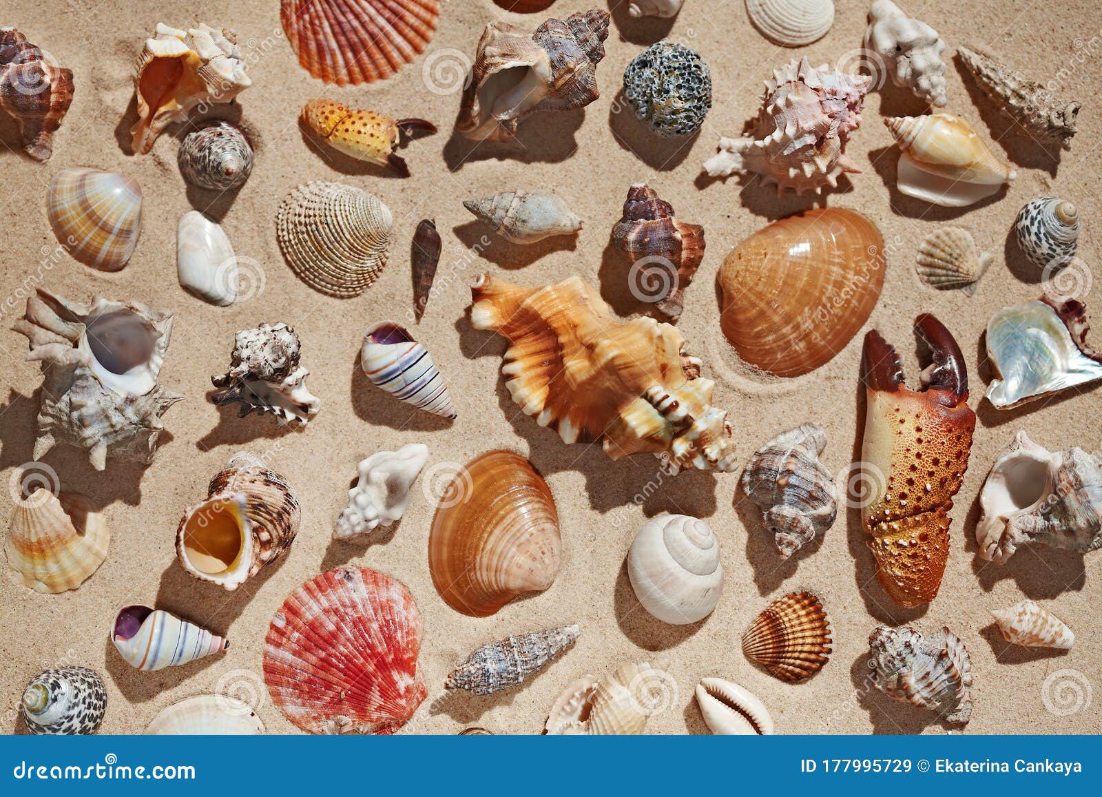 Sea shells on sandy beach stock image. Image of tourism - 177995729