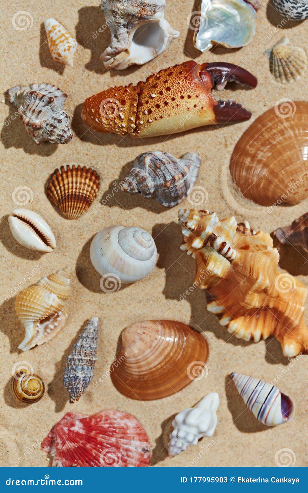 Sea shells on sandy beach stock image. Image of water - 177995903