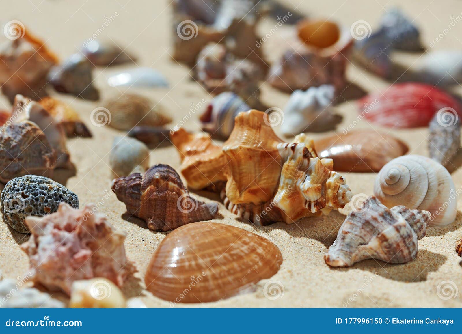 Sea shells on sandy beach stock photo. Image of shells - 177996150