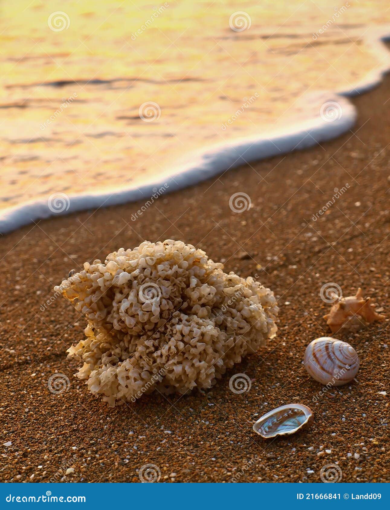 Sea shells on sandy beach stock image. Image of gold - 21666841