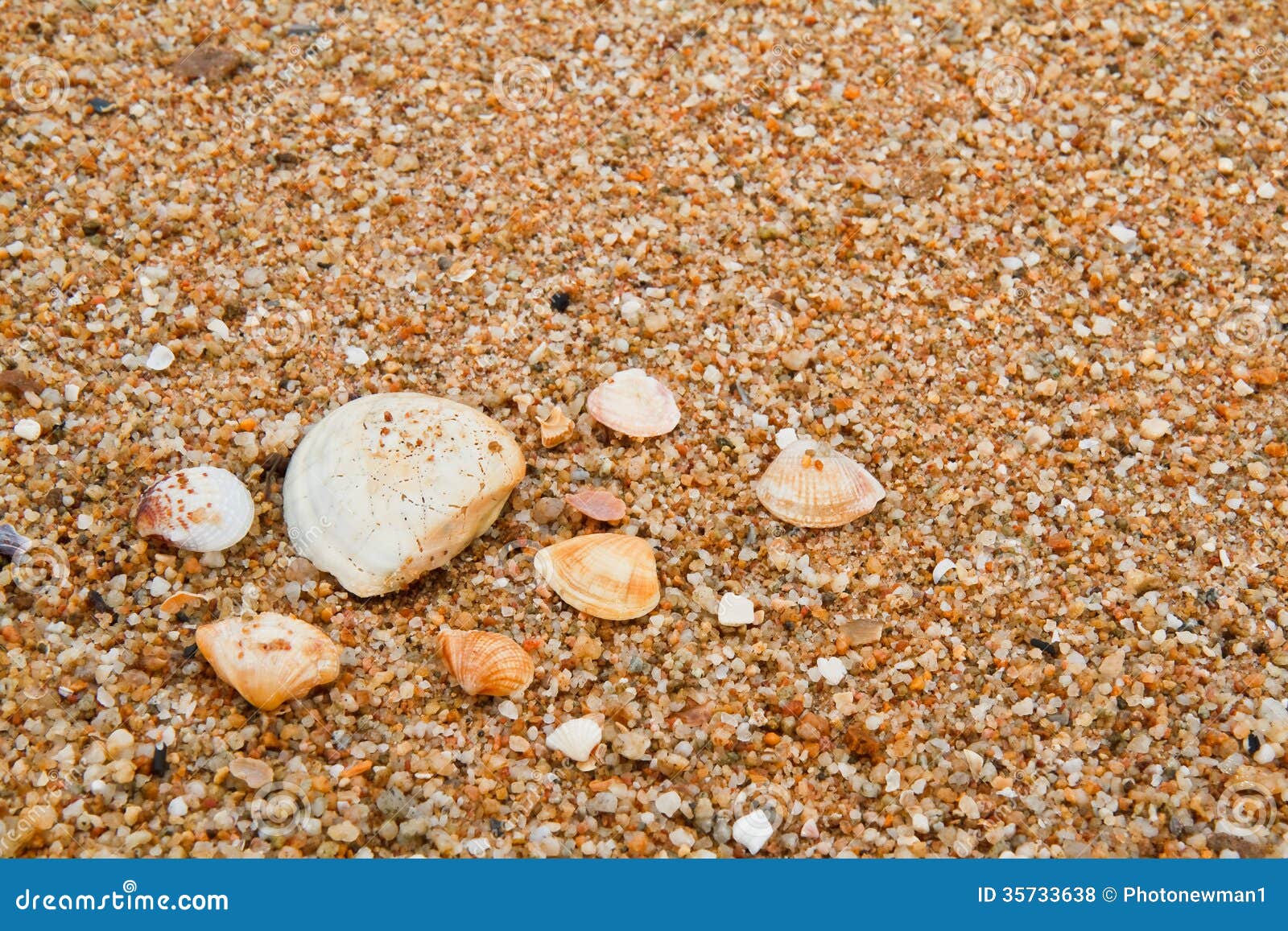 Sea shells on sandy beach. stock photo. Image of coast - 35733638
