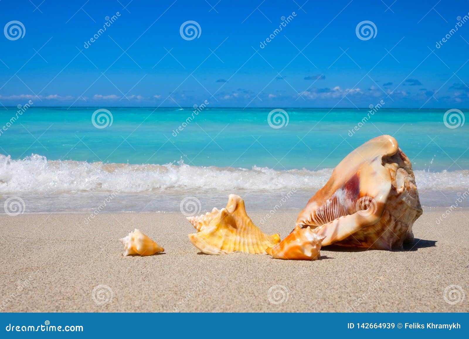 Sea Shells on the Sandy Beach Stock Image - Image of life, abstract ...