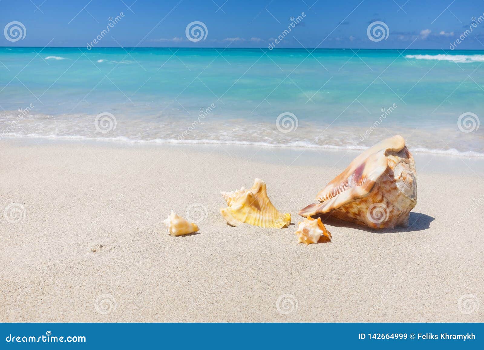 Sea Shells on the Sandy Beach Stock Image - Image of conch, life: 142664999