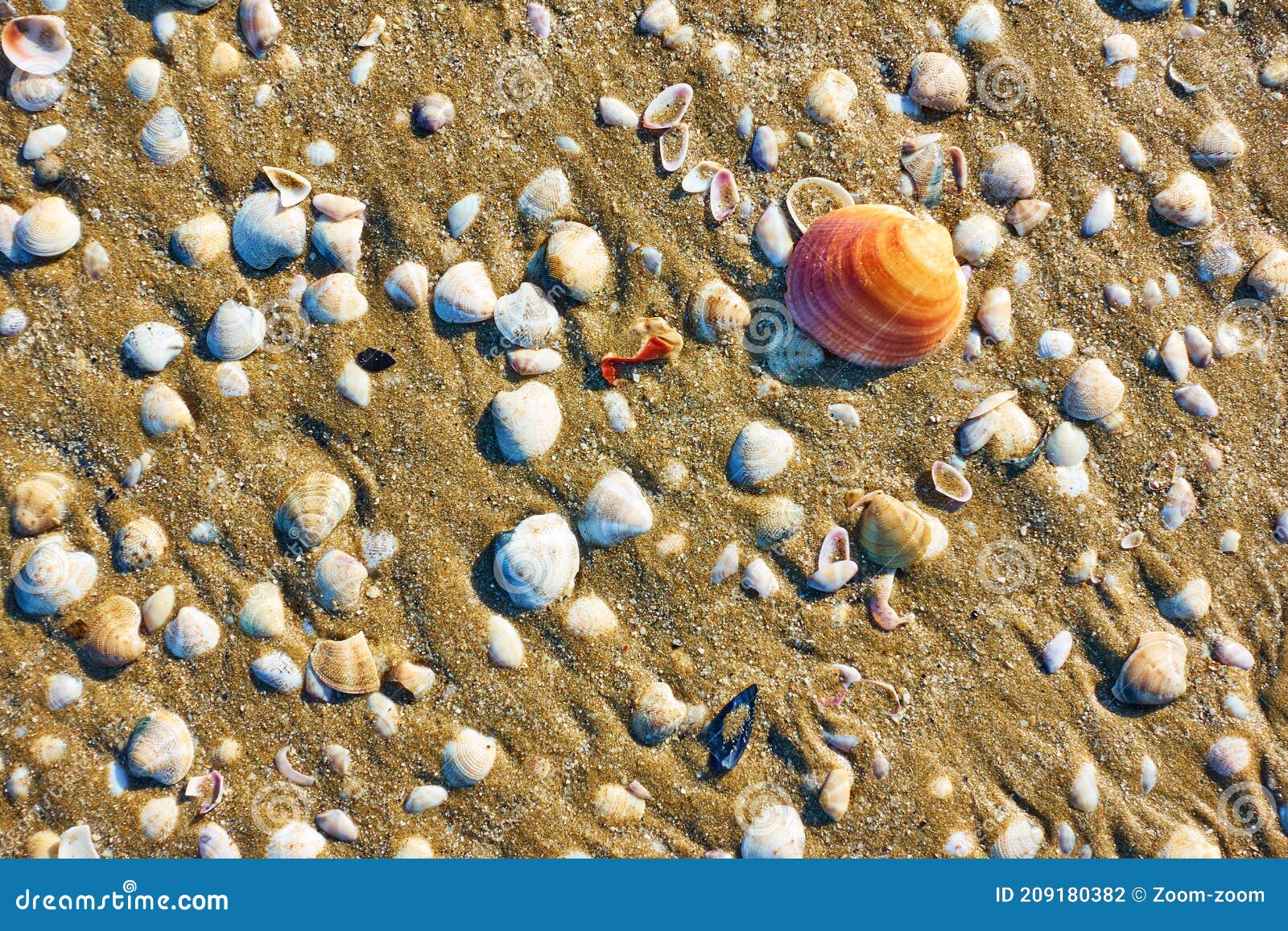 Sea shells on sandy beach stock photo. Image of italy - 209180382