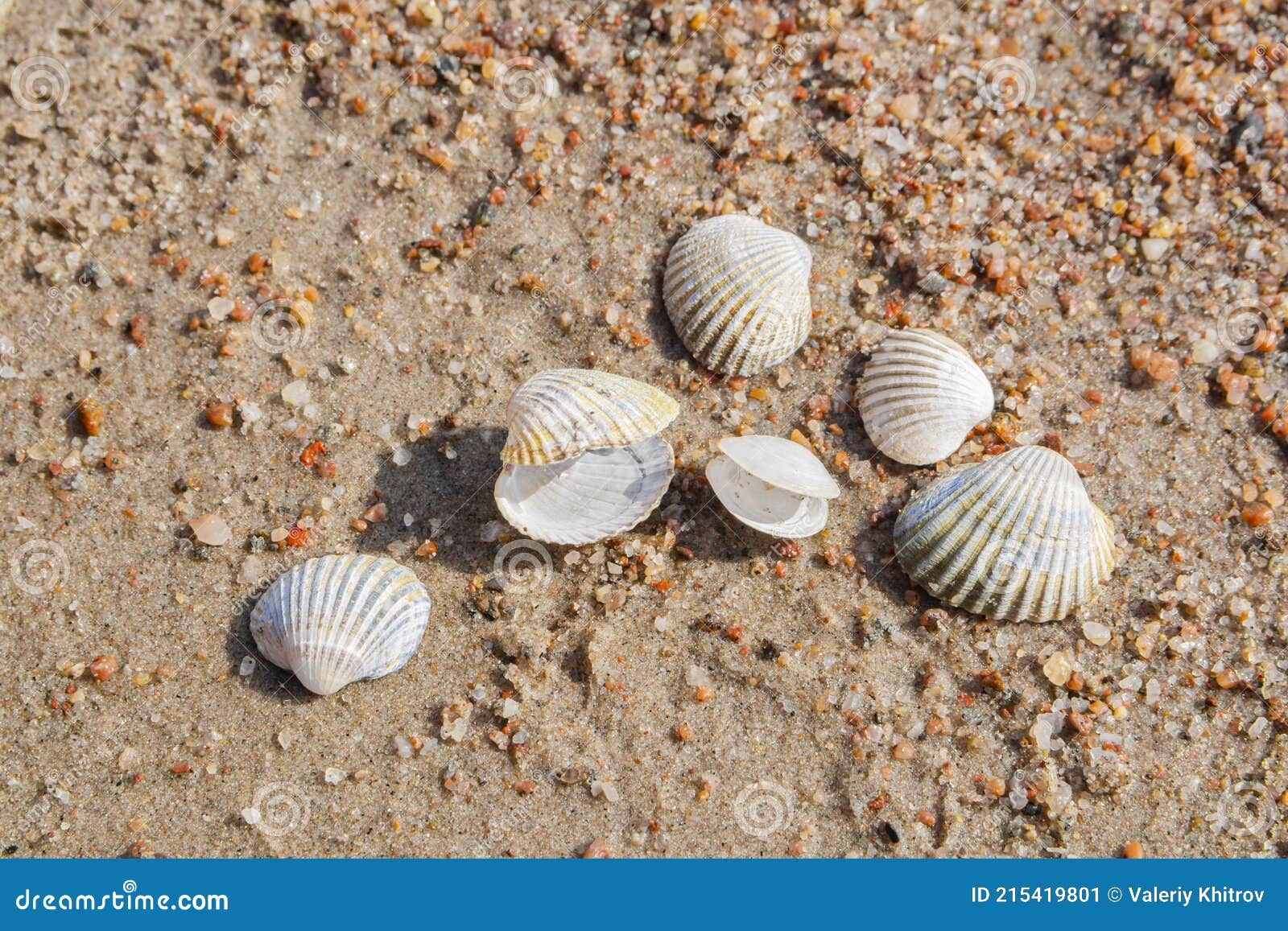 Sea Shells on a Sandy Beach Stock Image - Image of environment, resort ...