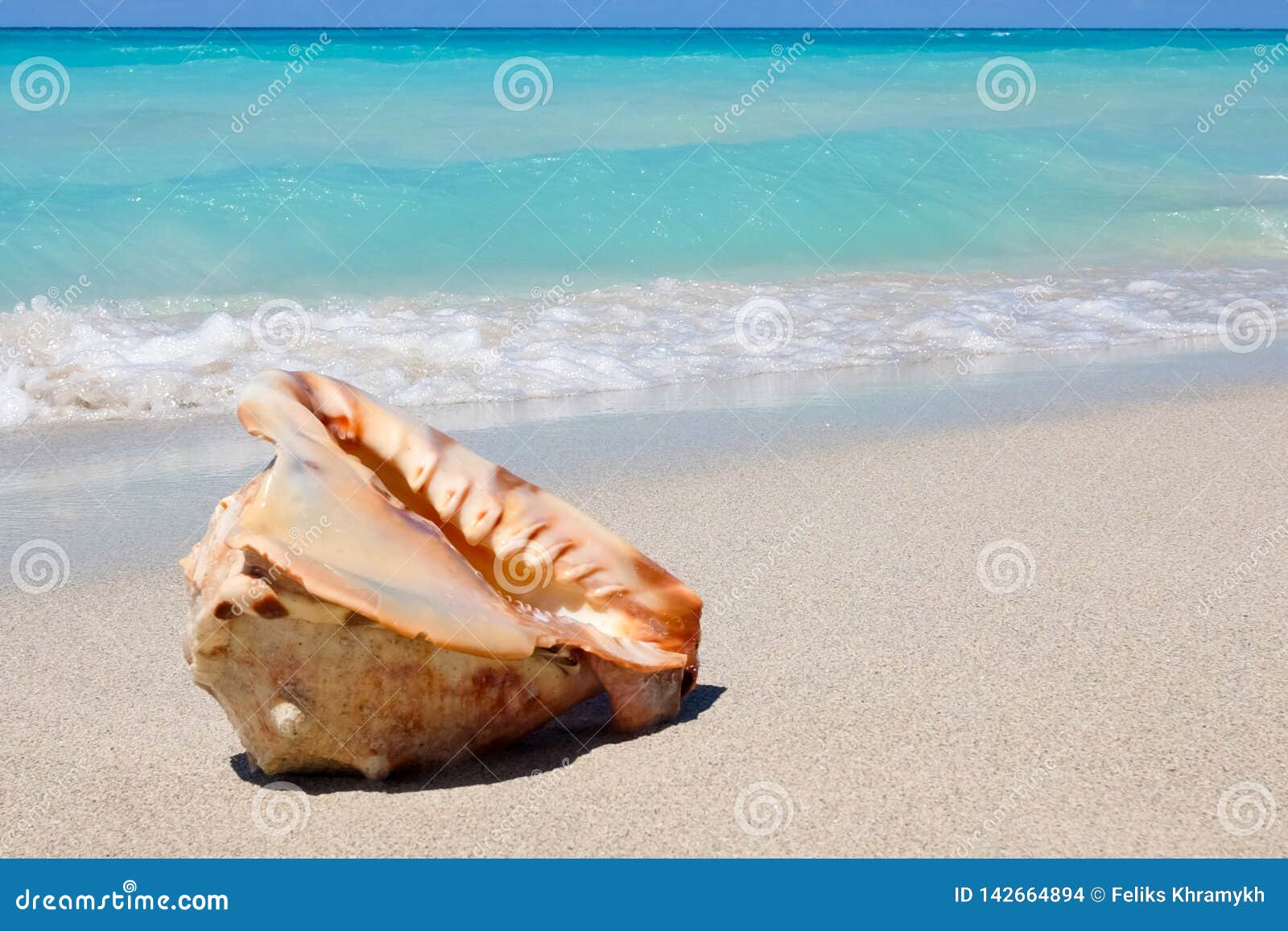 Sea Shells on the Sandy Beach Stock Photo - Image of bodies, macro ...