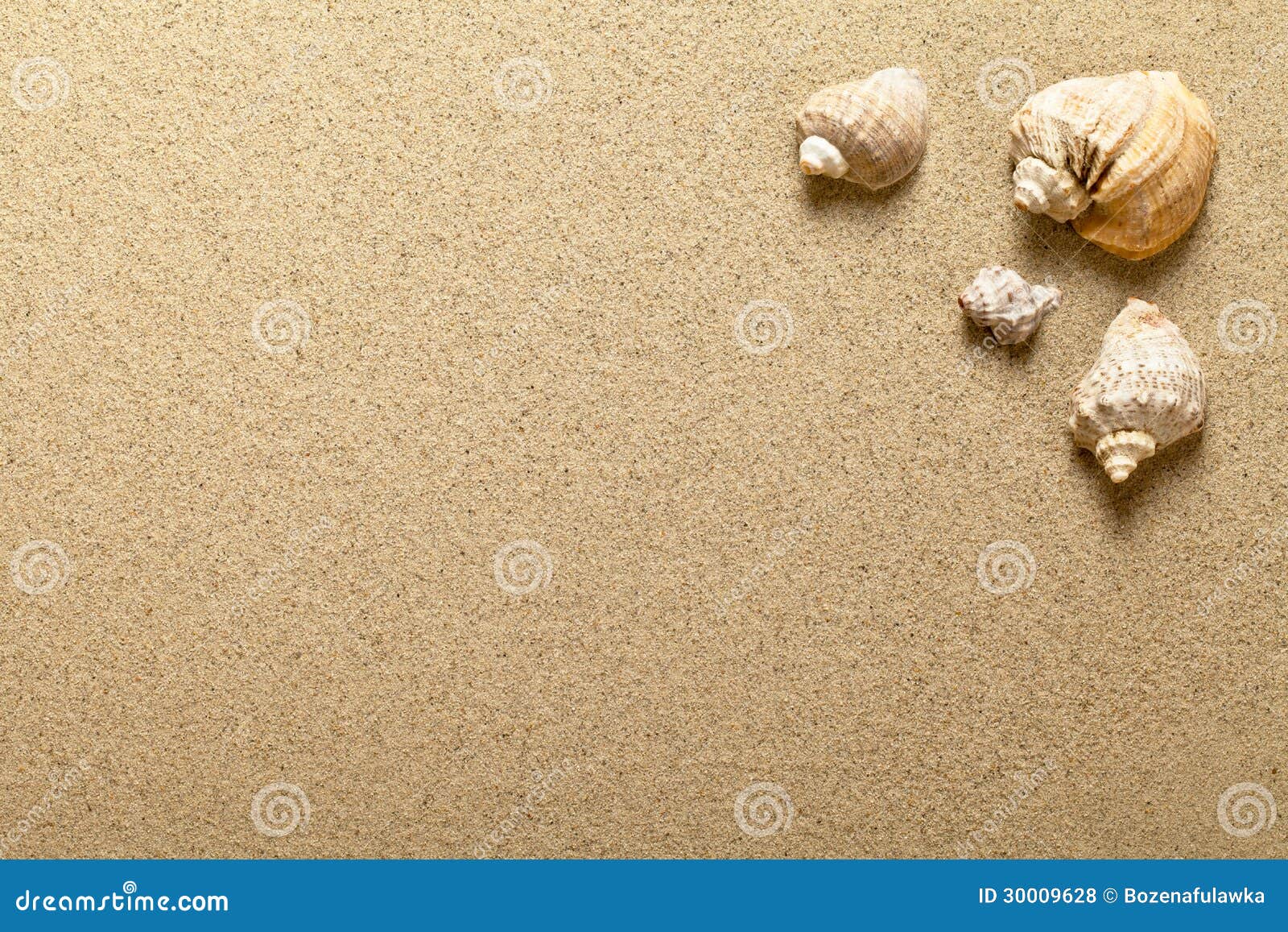 Shells on Sand stock photo. Image of texture, natural - 30009628