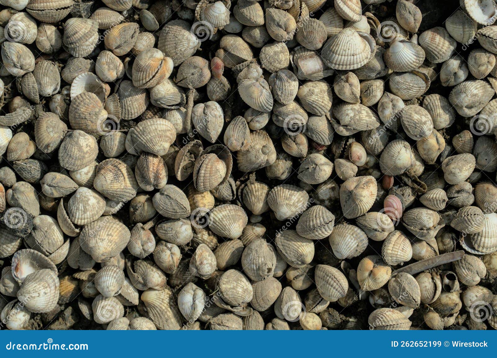 Scaphopoda Stock Photos - Free & Royalty-Free Stock Photos from Dreamstime