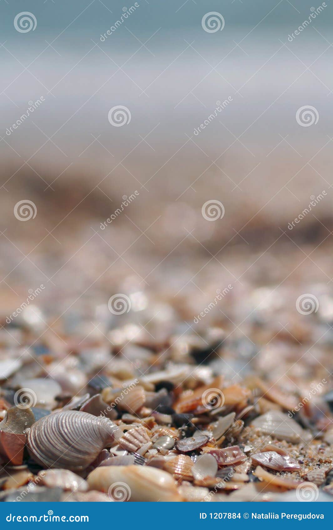 Sea Shells with the Sea at Background Stock Photo - Image of holiday ...