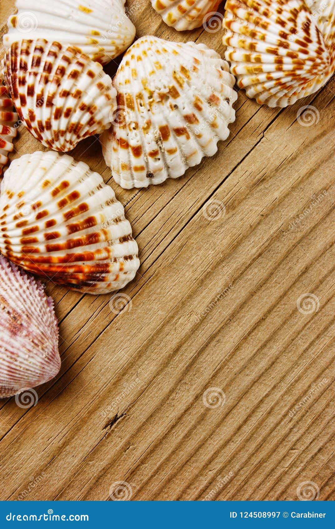 Sea shells stock image. Image of vacation, tourism, postcard - 124508997