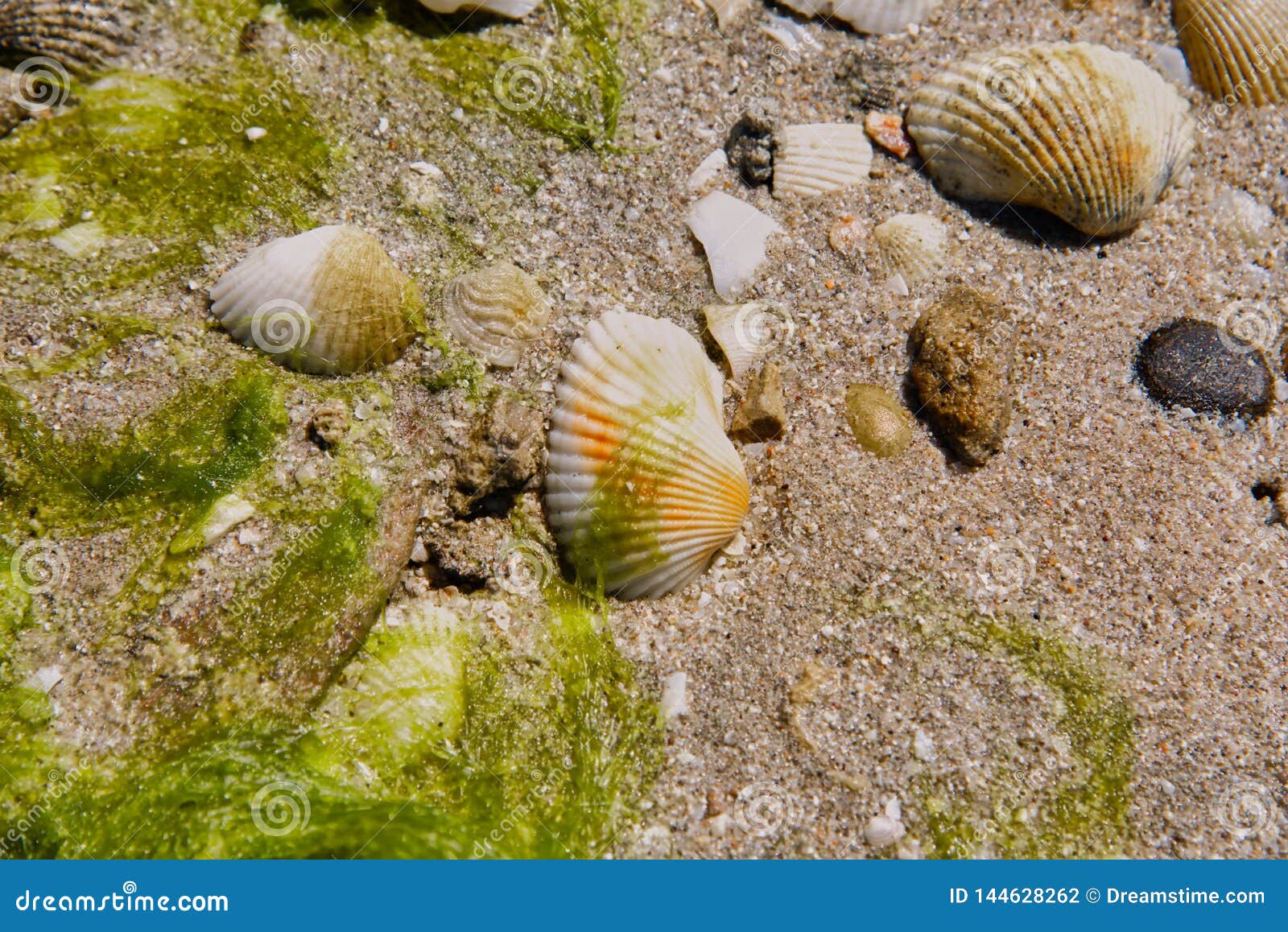 Sea shells stock photo. Image of shells, green, sand - 144628262