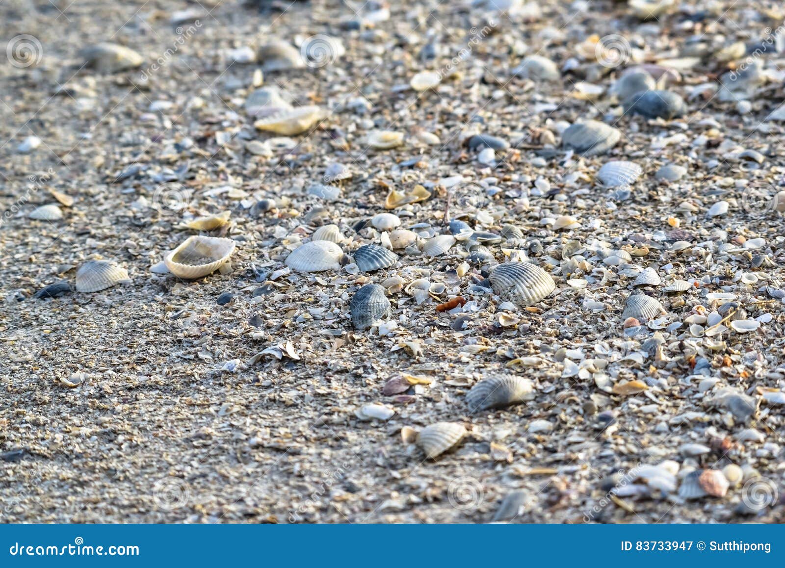 Sea Shells on the Sea Side. Stock Image - Image of nature, material ...