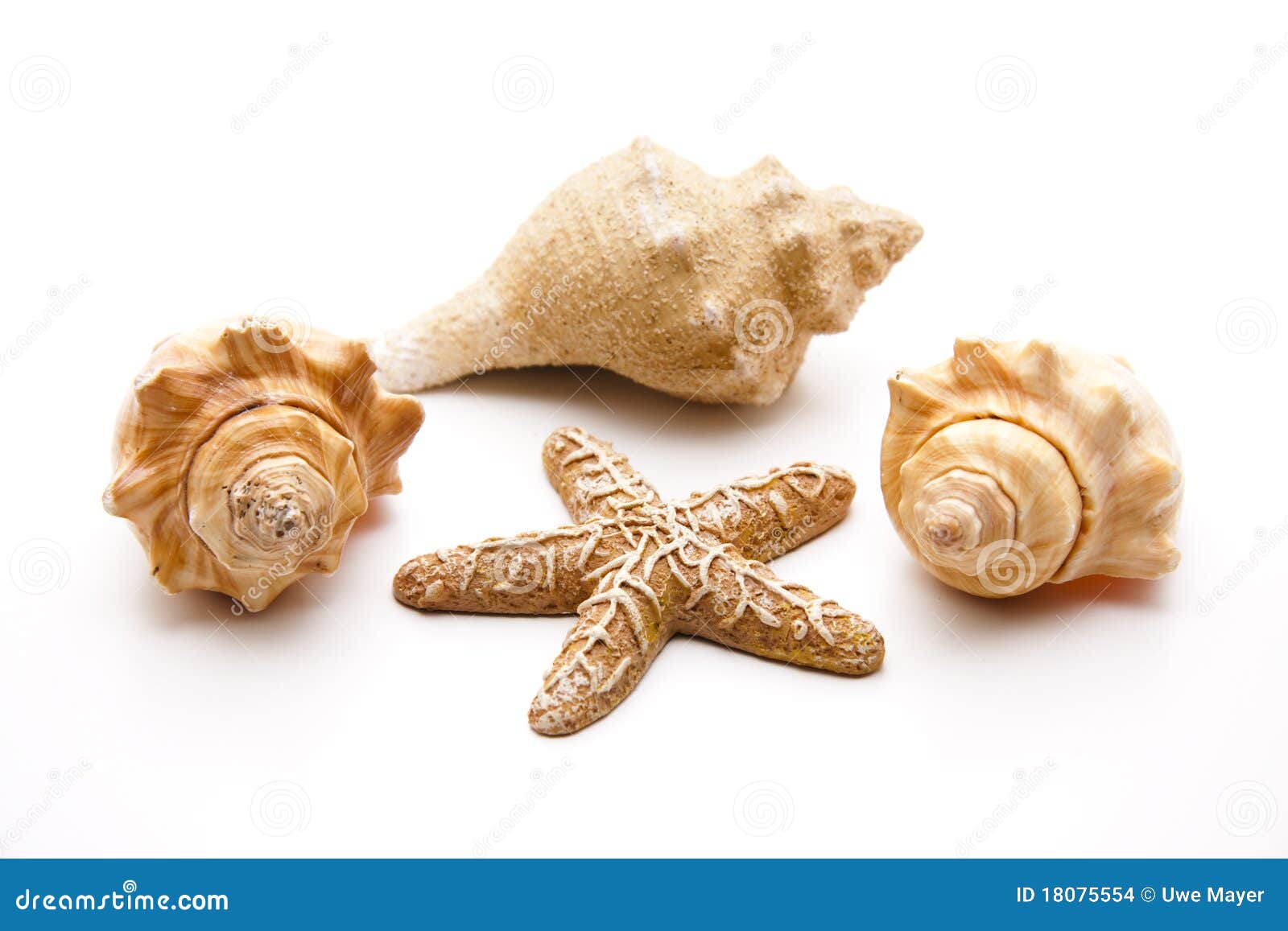 Sea shells and sea star stock photo. Image of pattern - 18075554