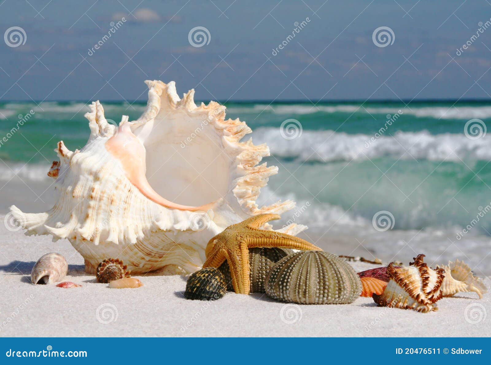 Sea Shells, Sea Star and Sea Urchin on the Beach Stock Image - Image of ...