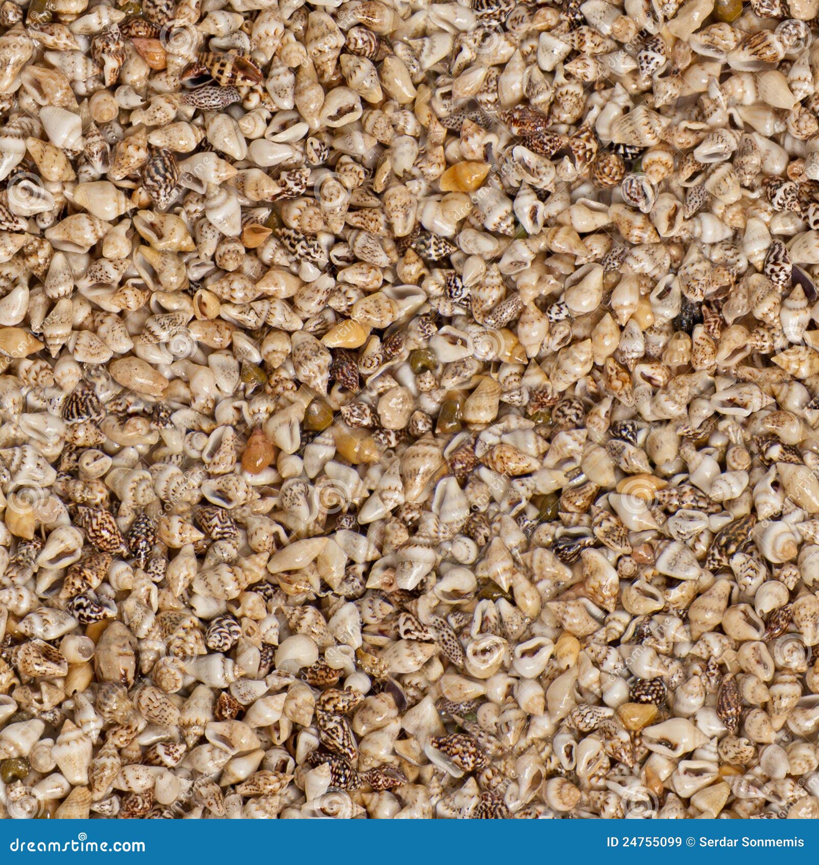 Sea Shells Seamless Pattern Stock Image - Image of shell, centre: 24755099