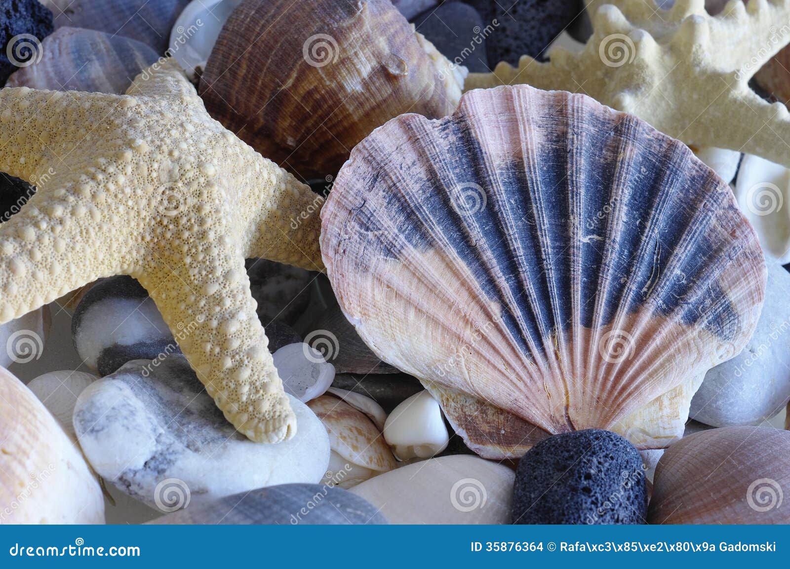 Sea Shells Seashells stock photo. Image of beautiful - 35876364