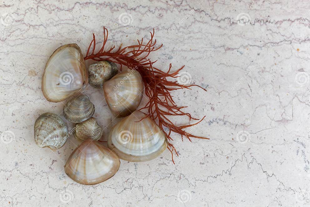 Sea Shells on a Marble Surface Stock Photo - Image of seaweed, abstract ...
