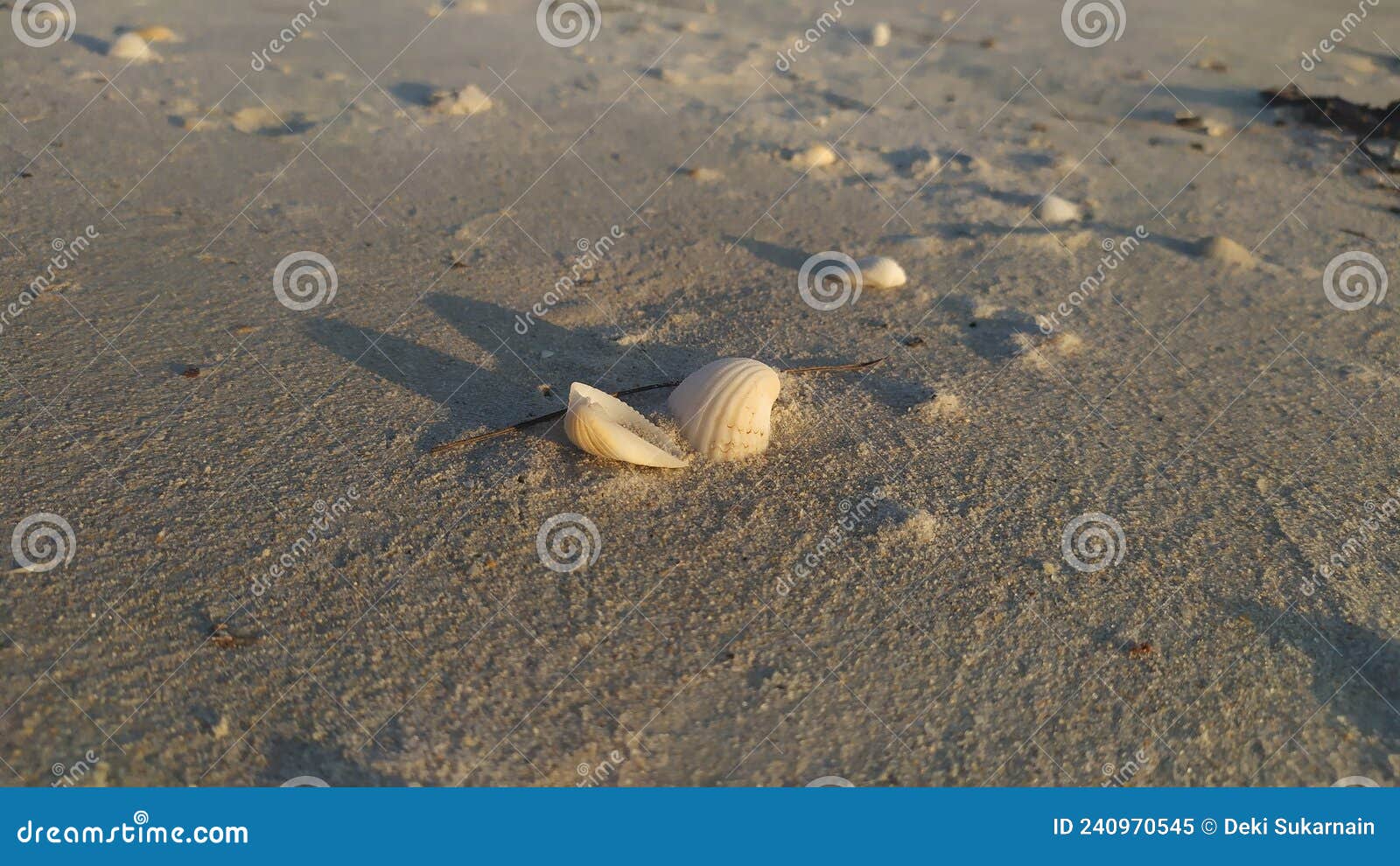 Sea Shells Seen at Low Tide Stock Image - Image of exotic, cockleshell ...