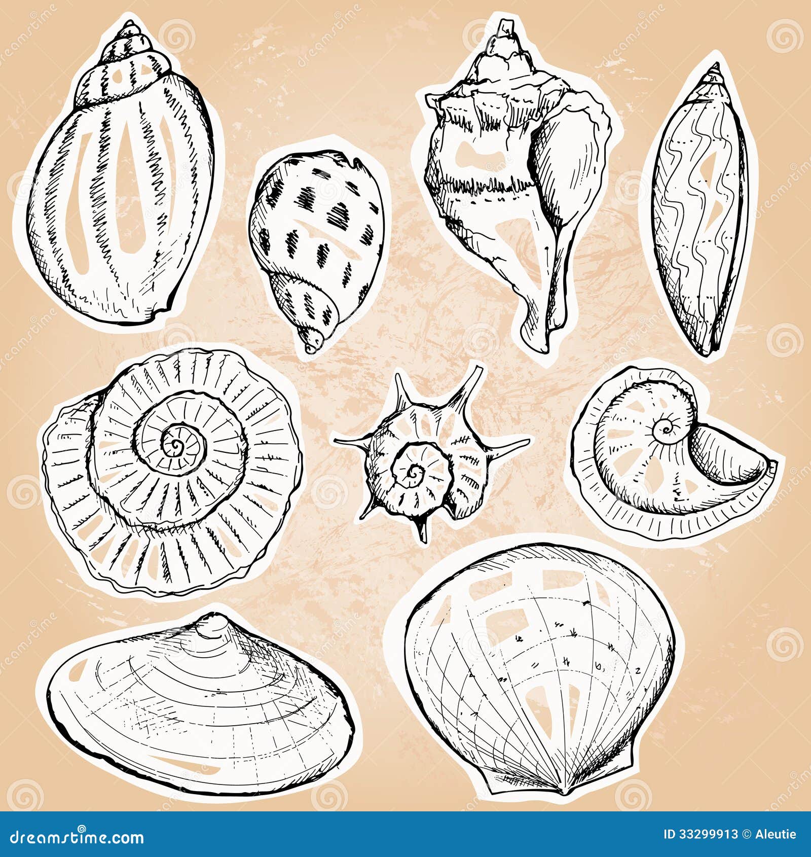 Sea shells stock vector. Illustration of sketch, nature - 33299913