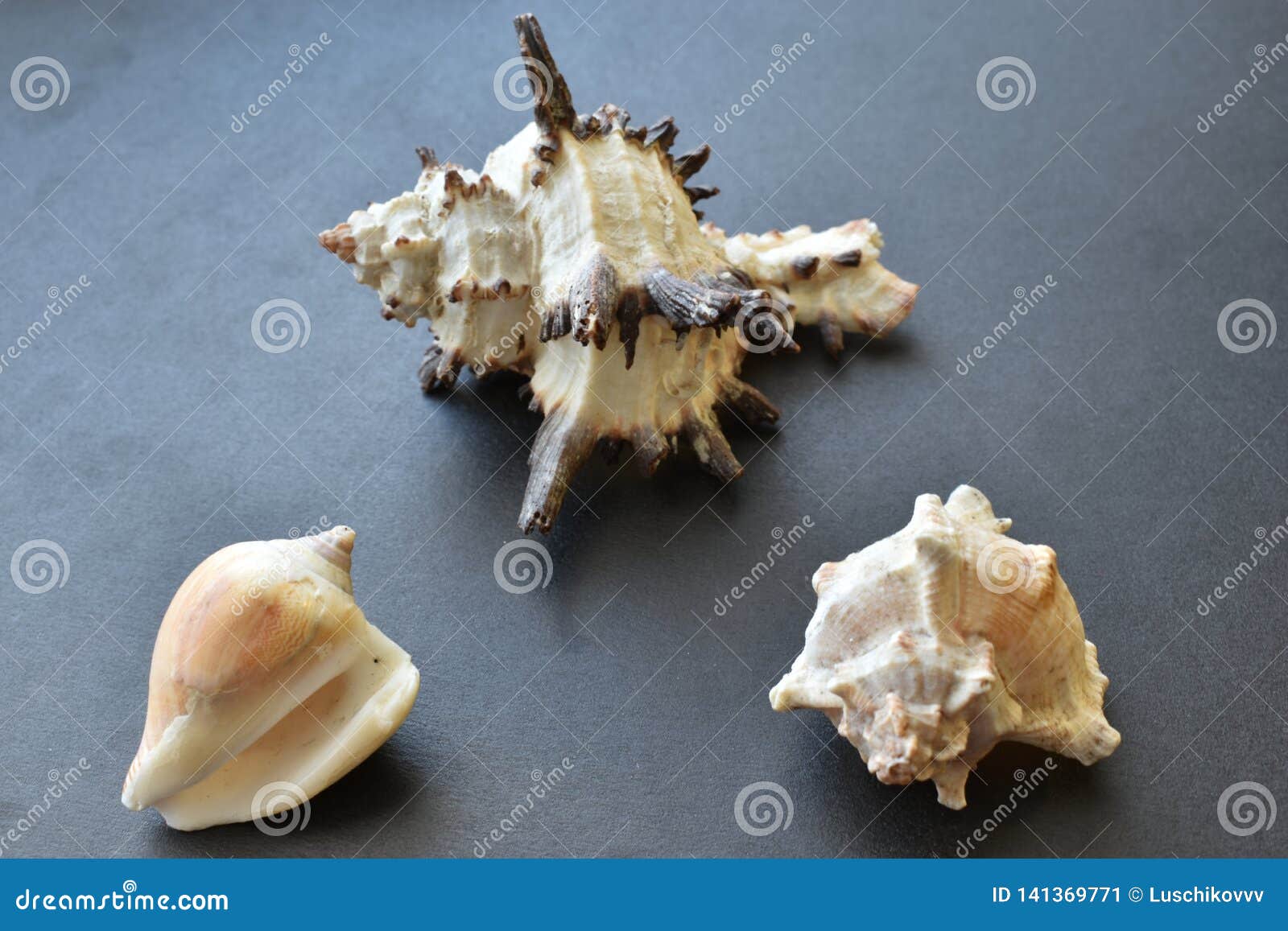 Sea Shells and Shell on a Black Background. Stock Image - Image of ...