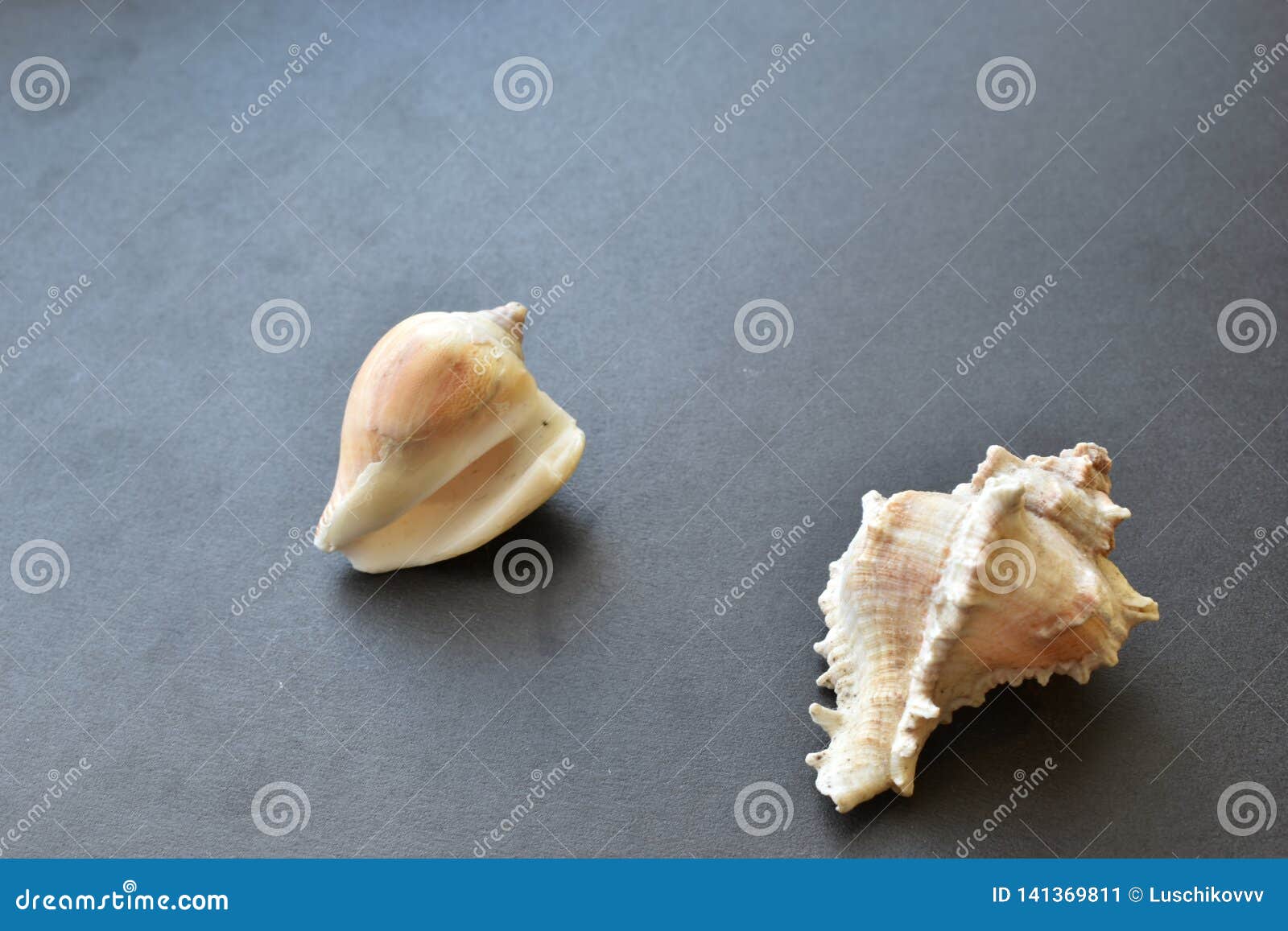 Sea Shells and Shell on a Black Background. Stock Image - Image of ...