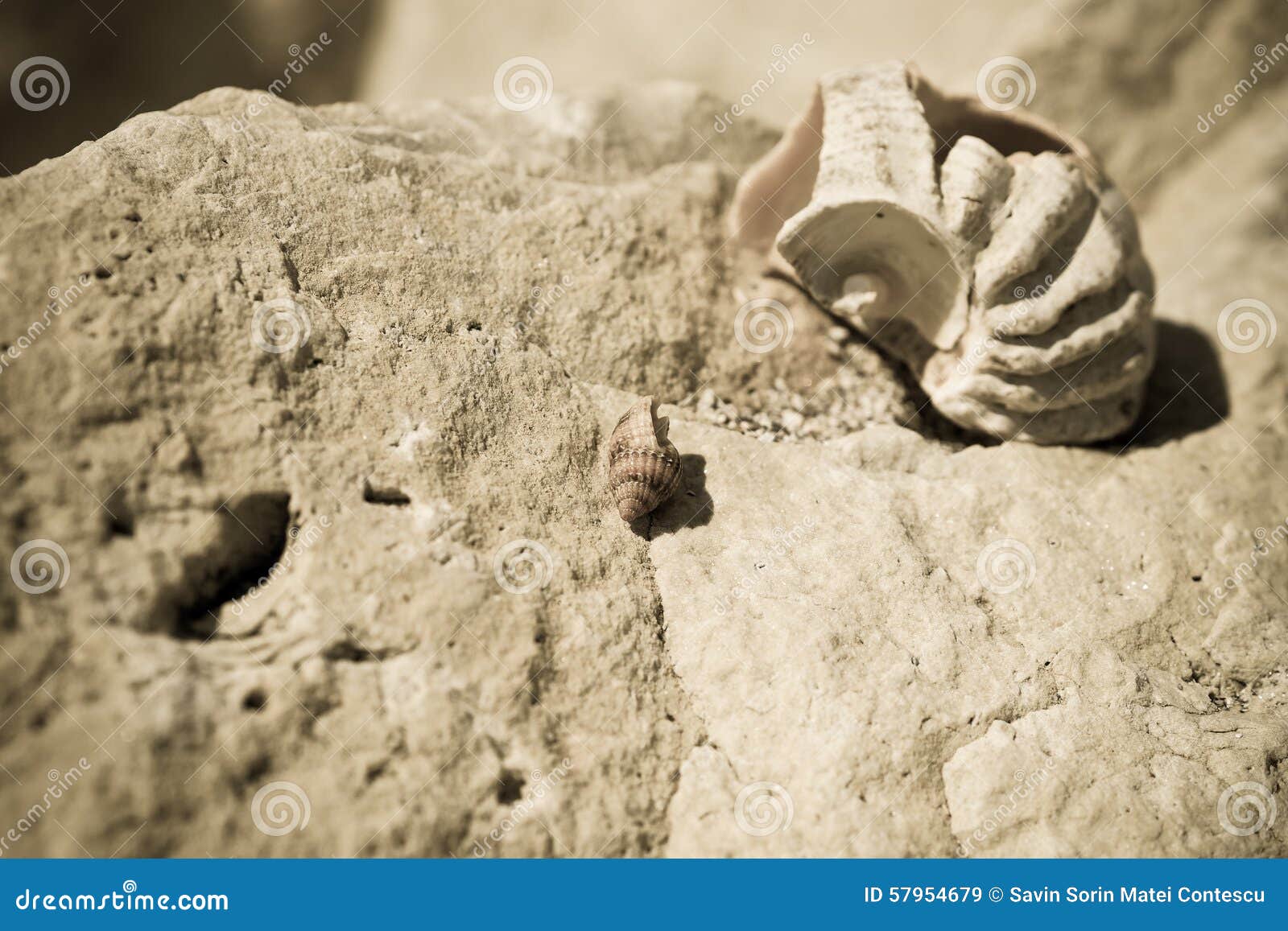 Sea shells stock image. Image of coastline, nature, caribbean - 57954679