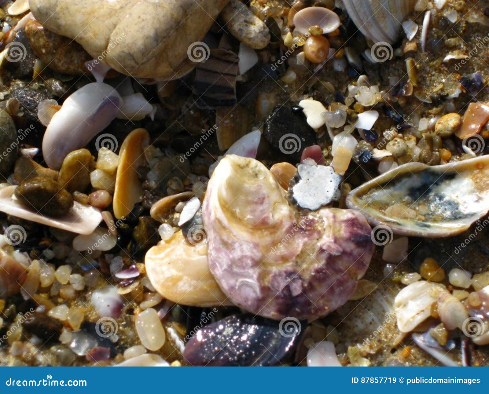 Sea-shells-on-shore Picture. Image: 87857719