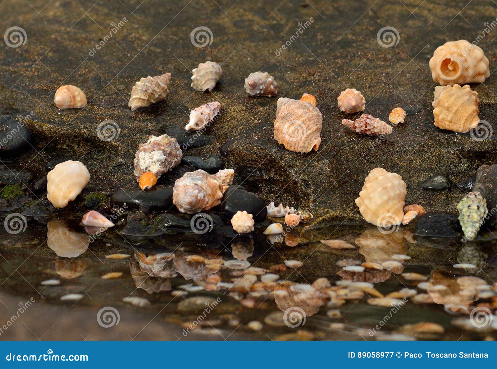 Sea shells stock image. Image of wildlife, biodiversity - 89058977
