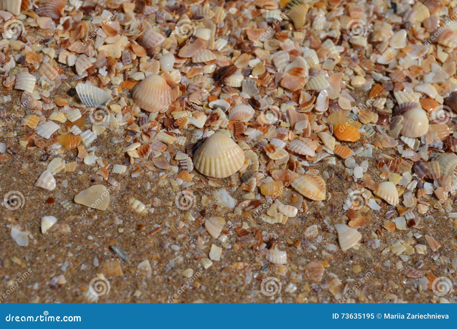 Sea Shells on the Shore Close-up Photo Stock Image - Image of beach ...