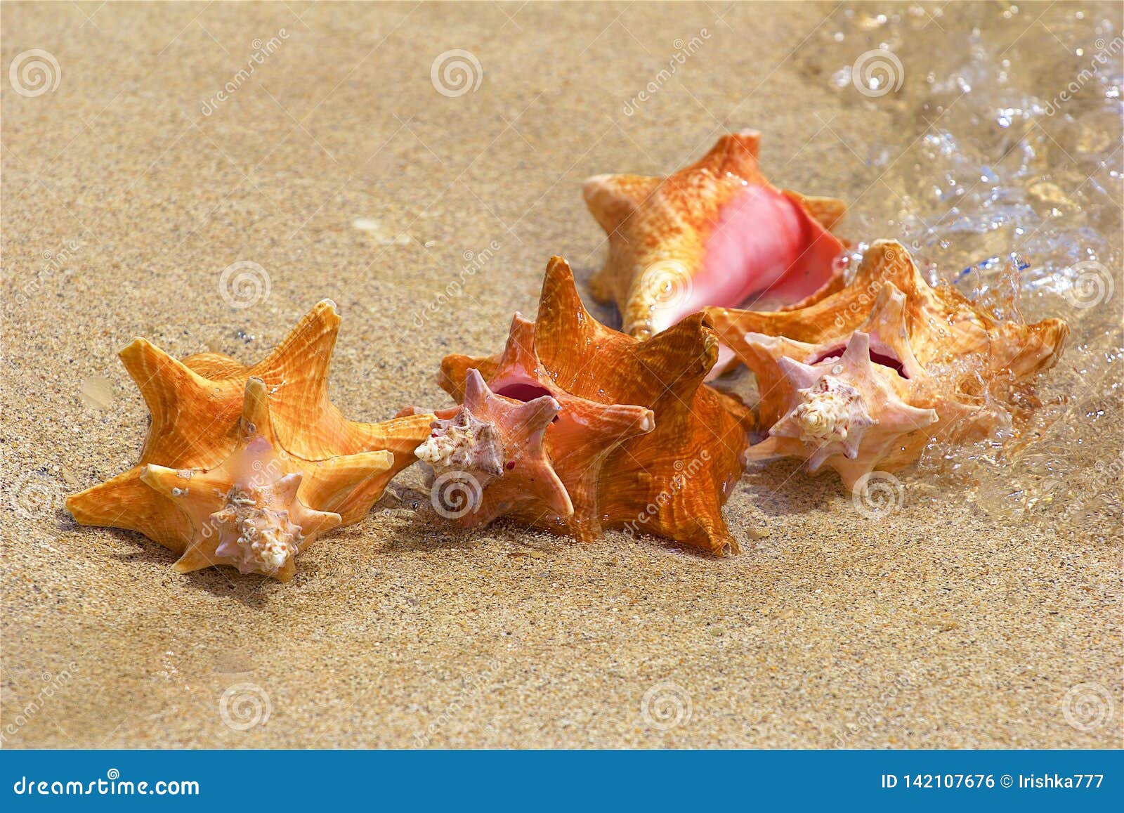 Sea shells on the shore stock photo. Image of nature - 142107676