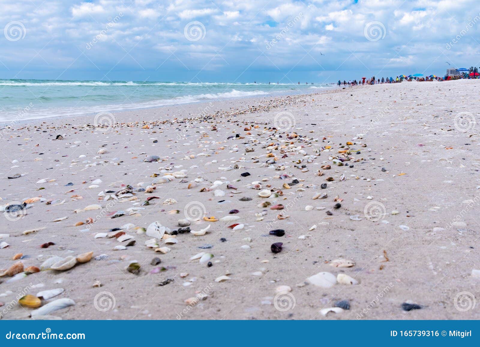 450 Florida Gulf Beach Shells Stock Photos - Free & Royalty-Free Stock ...