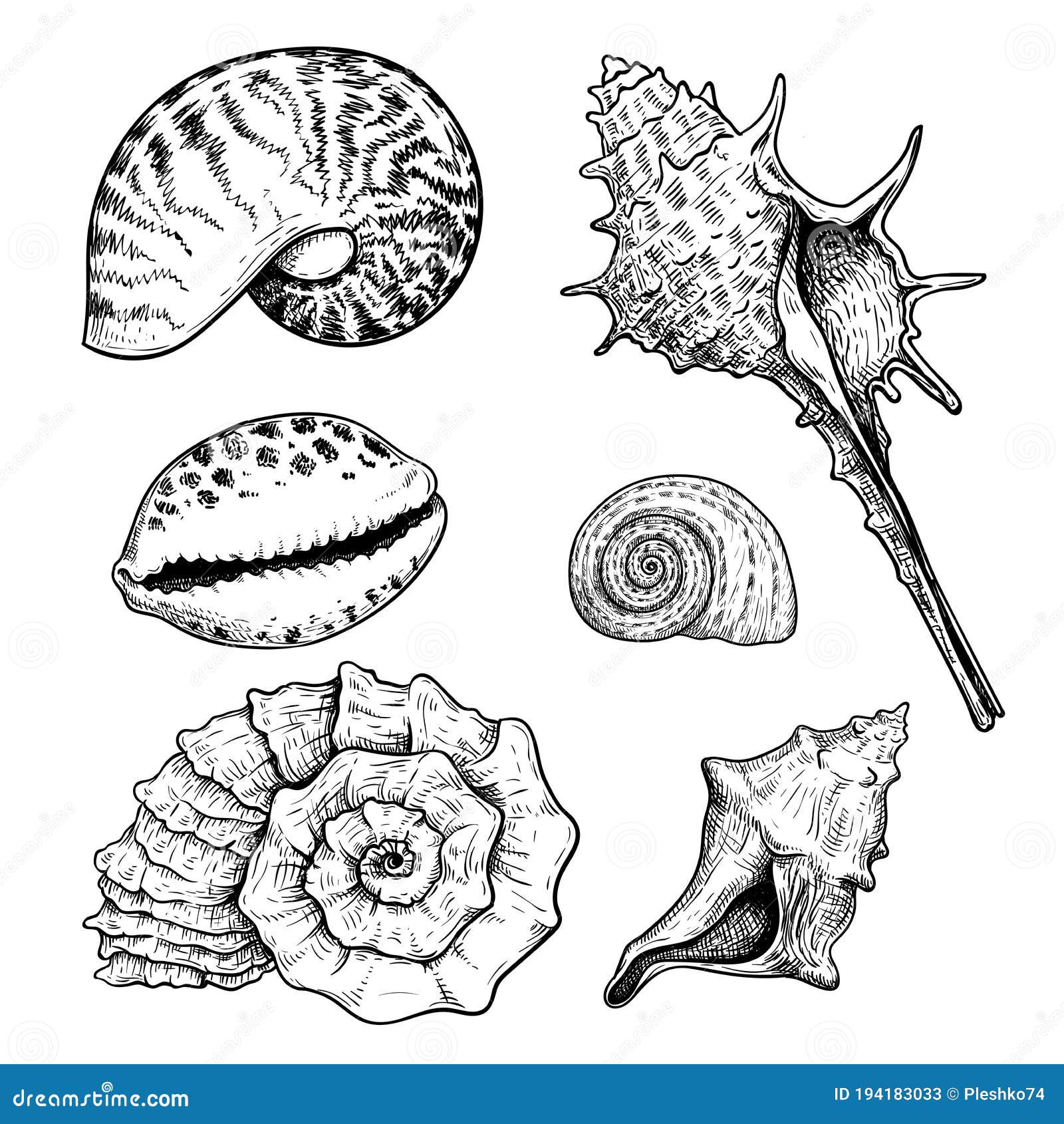Sea Shells Sketch Set. Hand Drawn Vector Drawing Of Different Types Sea ...
