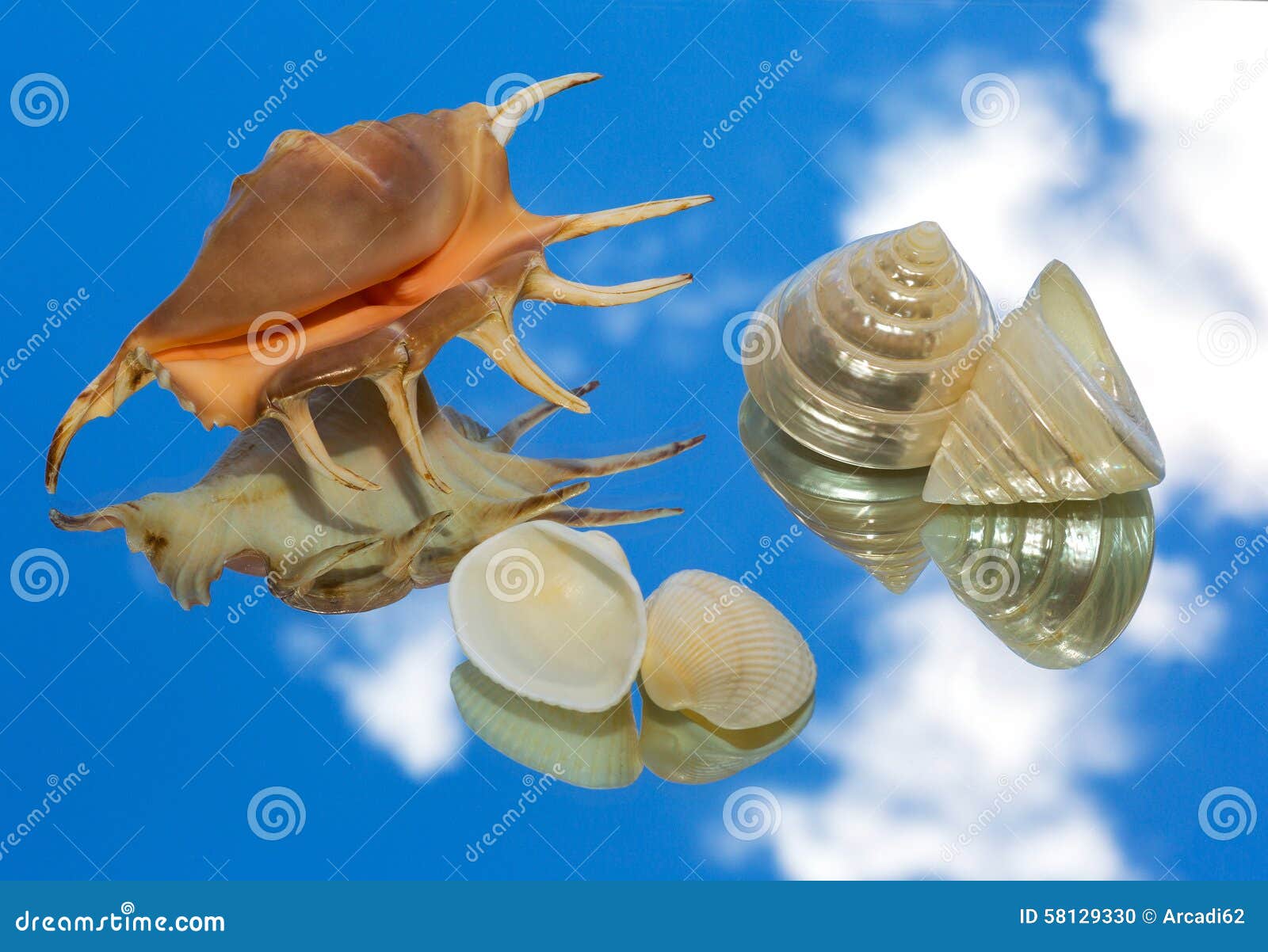 Sea shells, sky reflection stock photo. Image of nature - 58129330