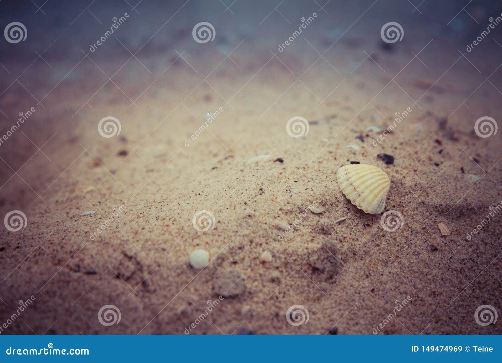 Sea shells stock image. Image of small, shell, nature - 149474969