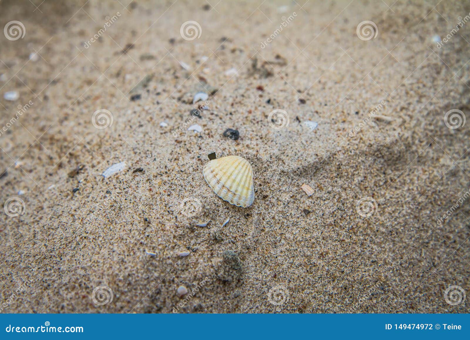 Sea shells stock photo. Image of concept, beach, small - 149474972