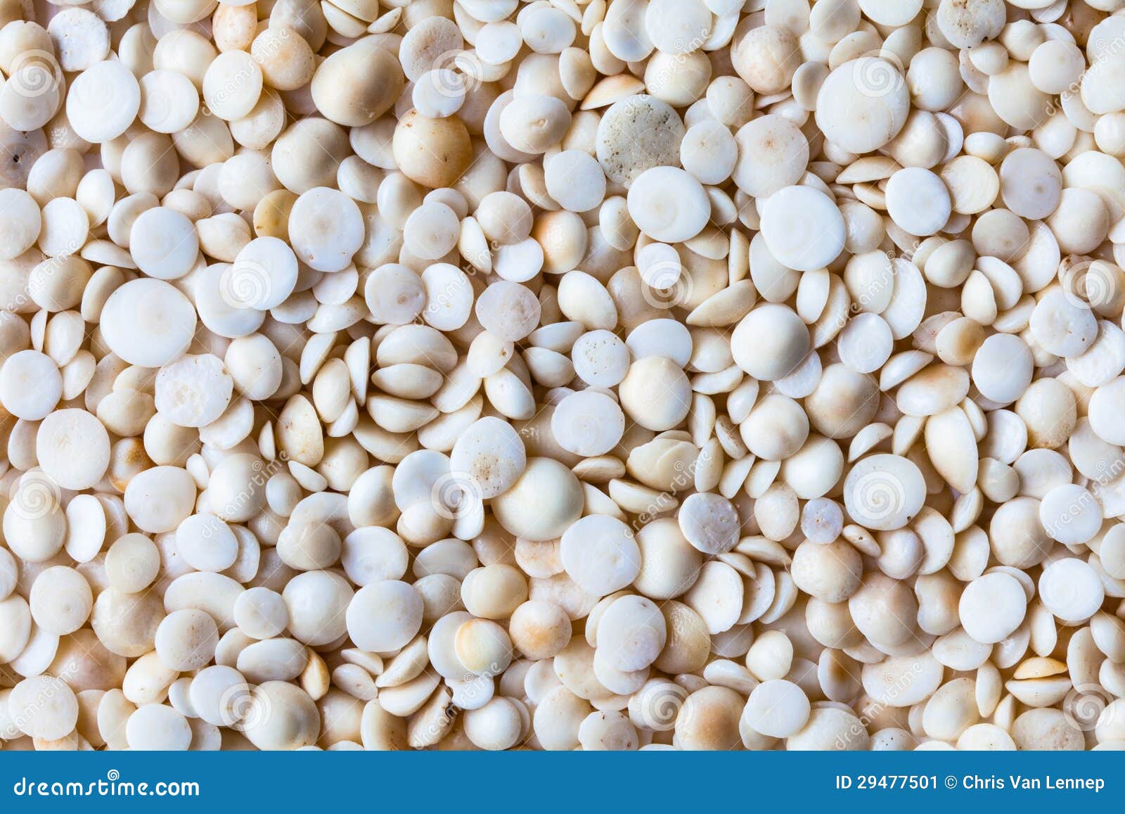 Sea Shells Beach Round stock image. Image of dozens, shells - 29477501
