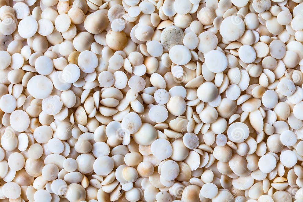 Sea Shells Beach Round stock image. Image of dozens, shells - 29477501