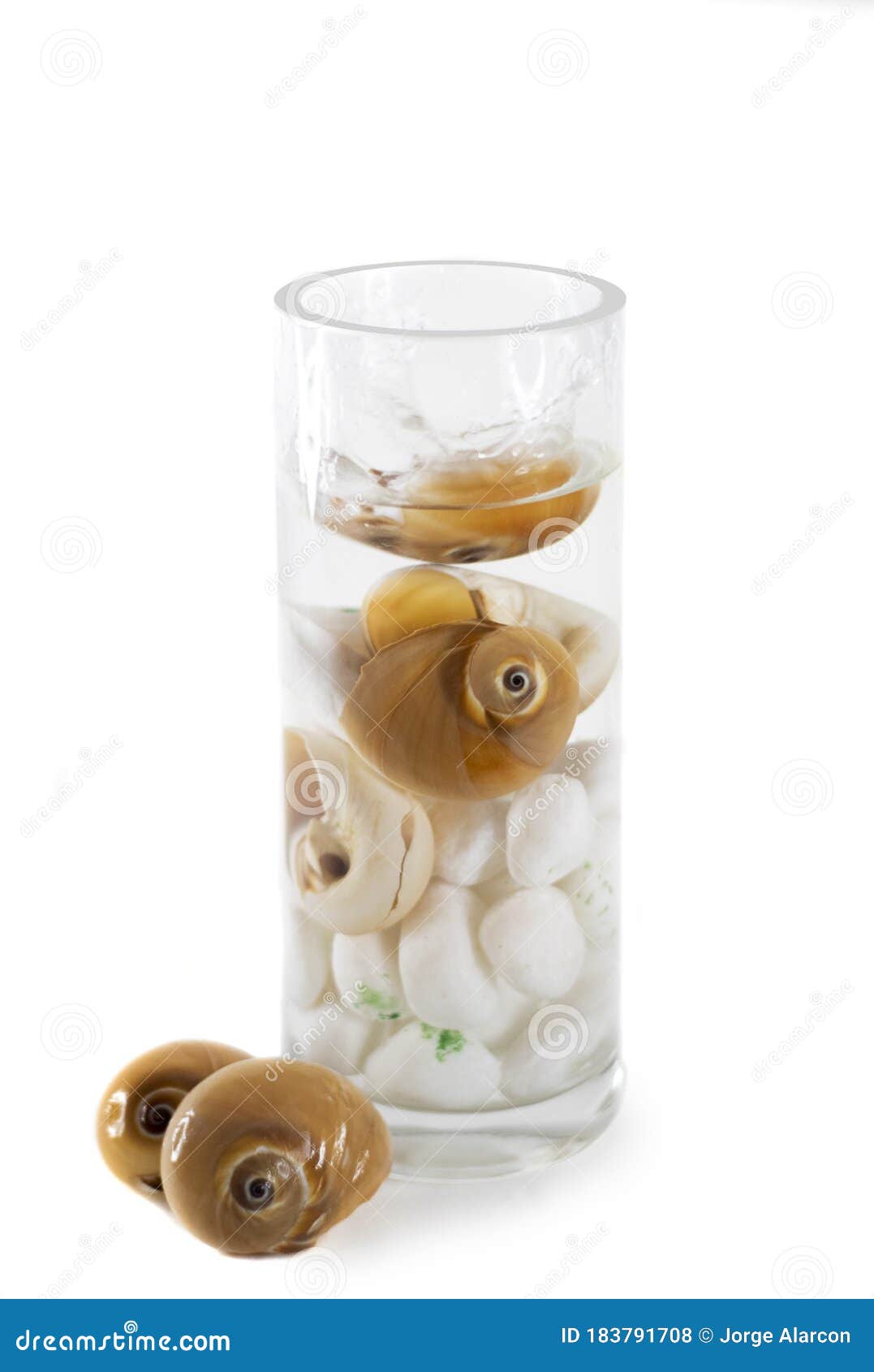 Sea Shells and Snail, Glass Ornament with Shells in Water Stock Photo ...