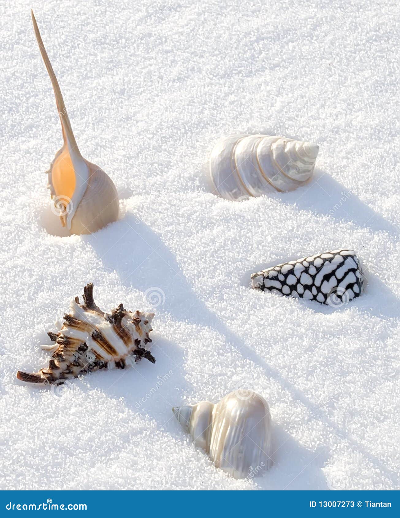 Sea shells on the snow stock image. Image of thorn, vacations - 13007273