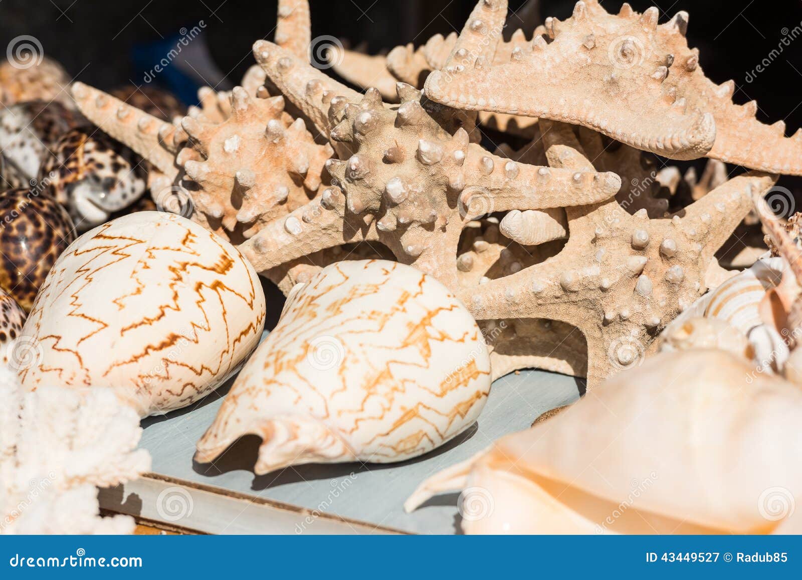Sea Shells Souvenirs stock image. Image of shape, object - 43449527
