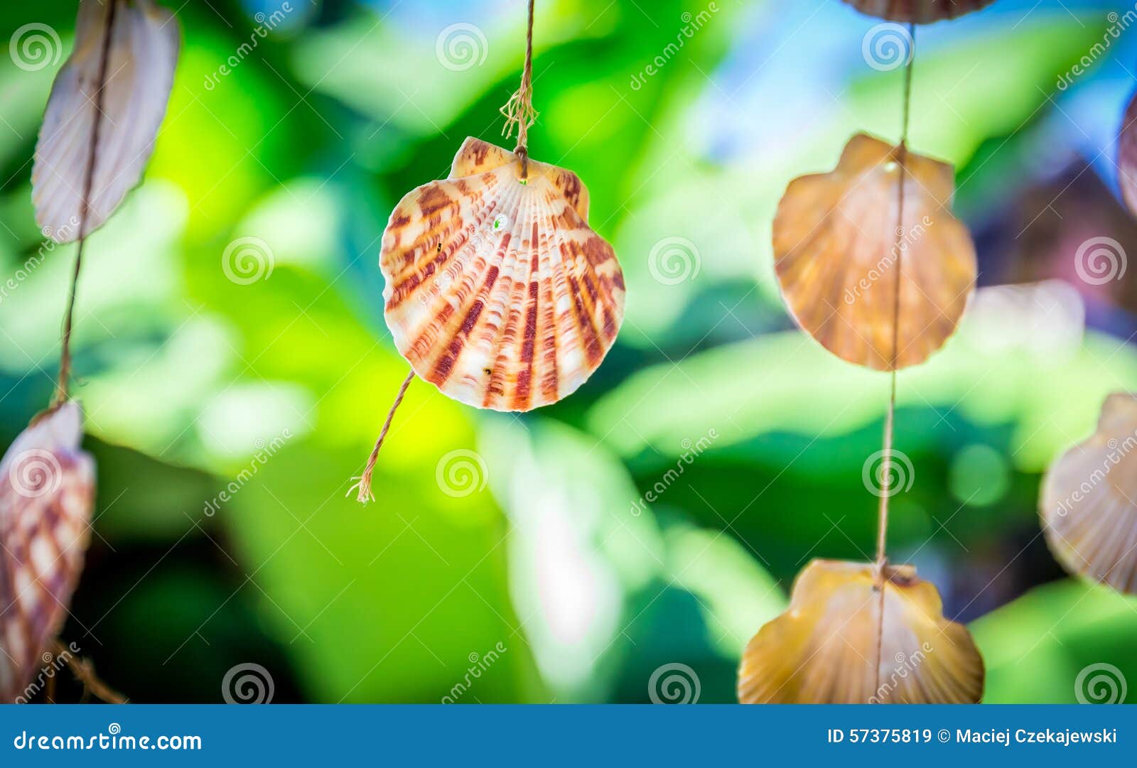 Sea shells souvenirs stock image. Image of caribbean - 57375819