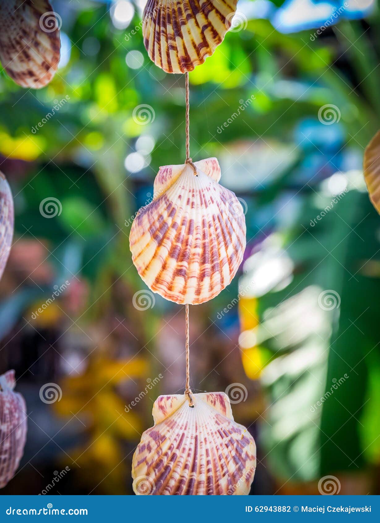 Sea shells souvenirs stock photo. Image of craft, decorative - 62943882
