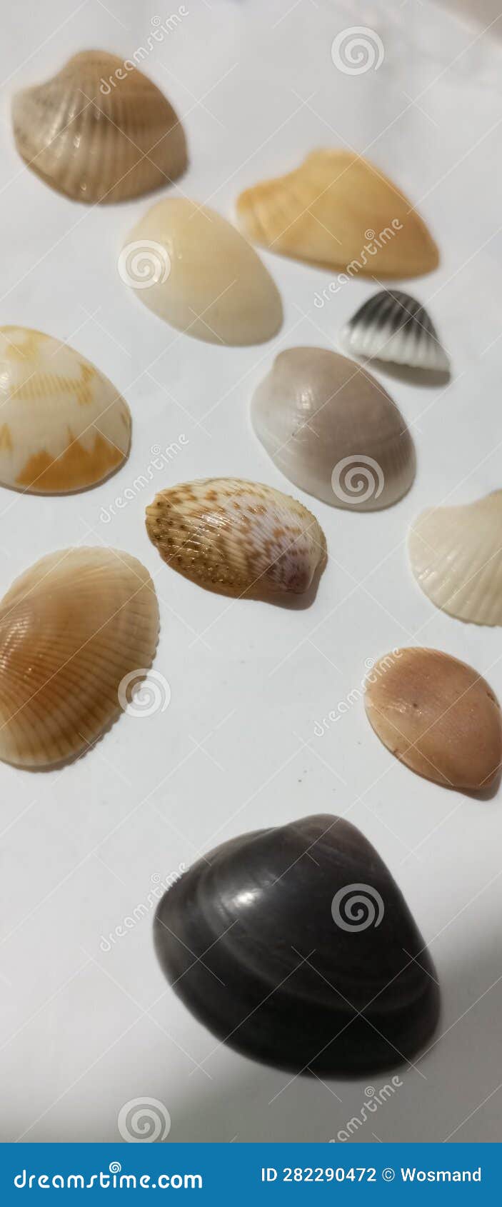 Sea Shells in Srilankan Beach Stock Photo - Image of ocean, srilankan ...