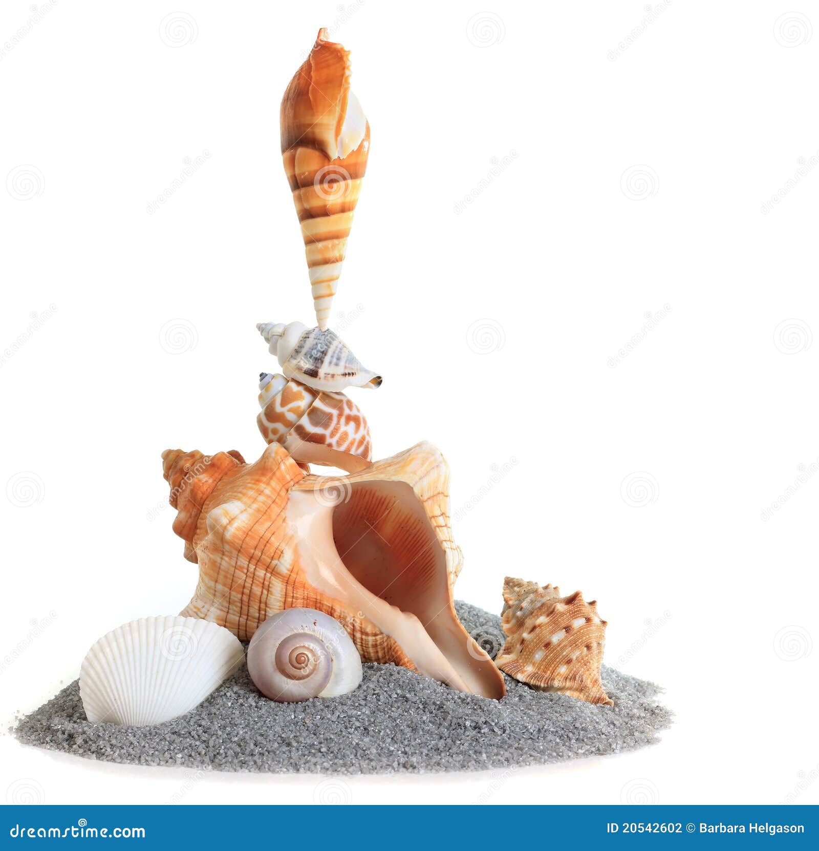 Sea shells stacked stock photo. Image of empty, mollusk - 20542602