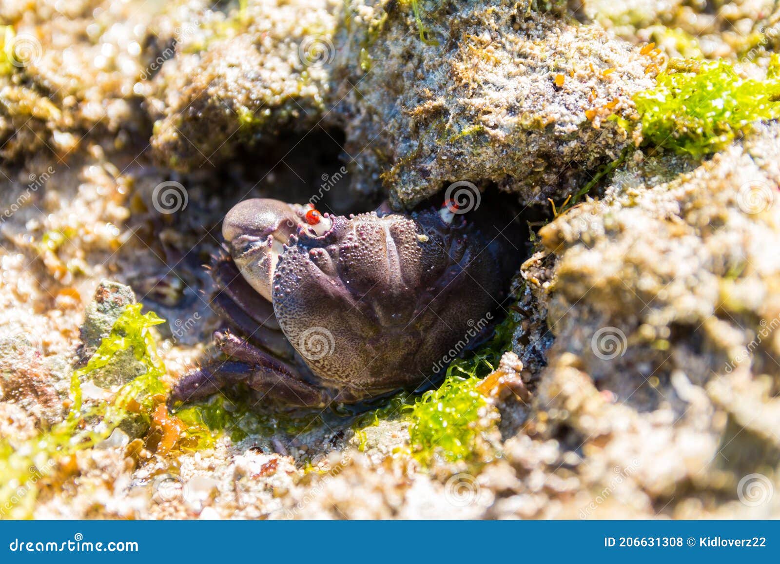 Sea Shells Stacked at the Sandy Beach in Indonesia Stock Photo - Image ...