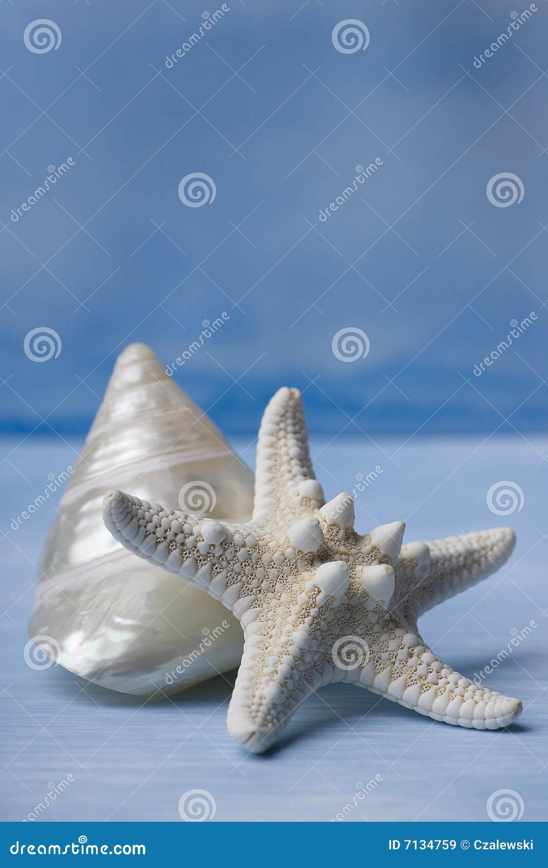 Handpainted Blue Chrysanthemum Flowers Seamless Vector Set Royalty-Free ...